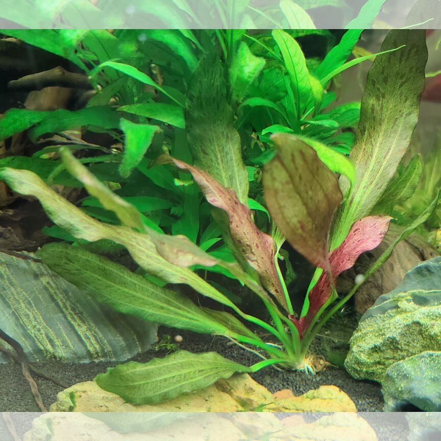 Аквариумное растение