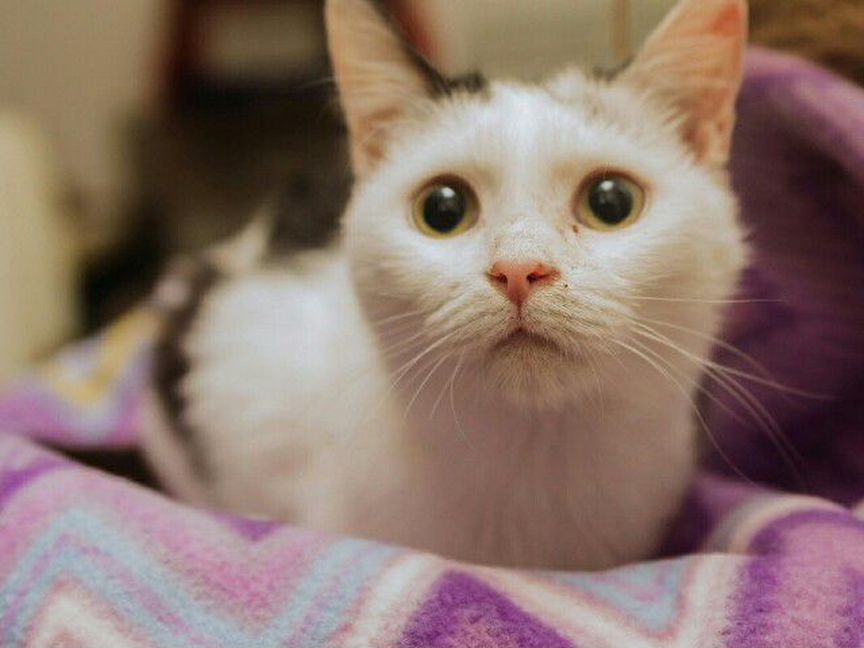 Буська кошка ищет дом