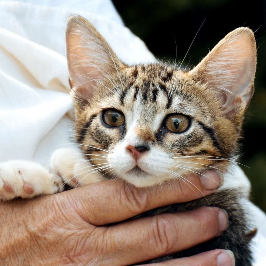 Котёнок Альф 4 месяца кот любящему сердцу
