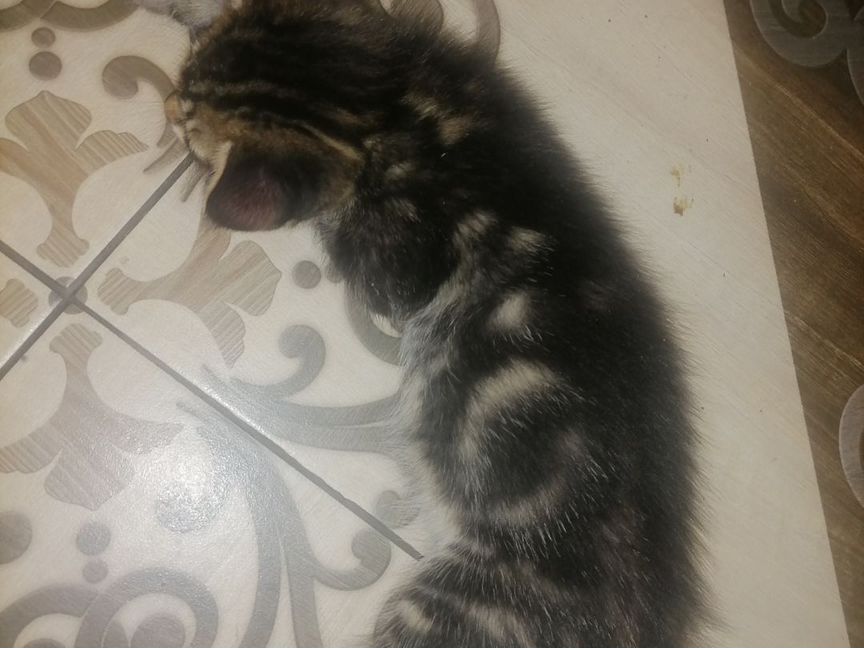 Котята мейн-кун