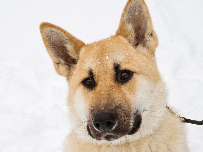 Шикарный щенок Степан