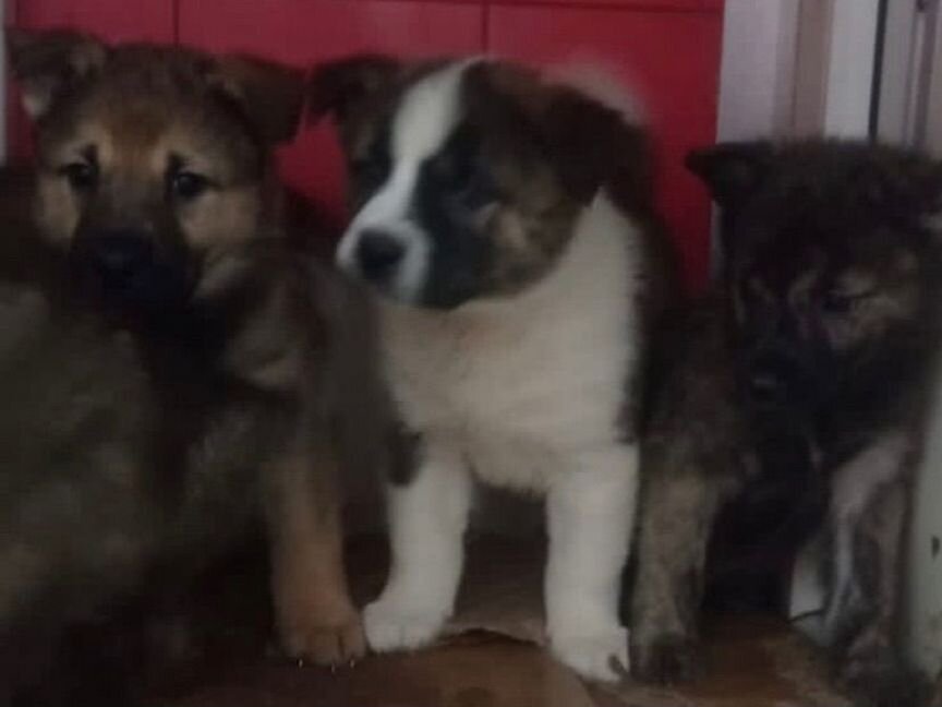 Собака, щенки. пристрой Лазаревское