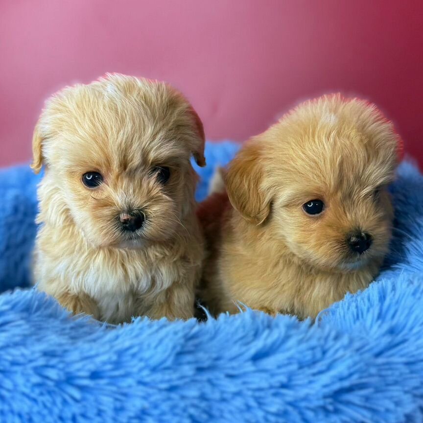 Мальтийская болонка, щенок