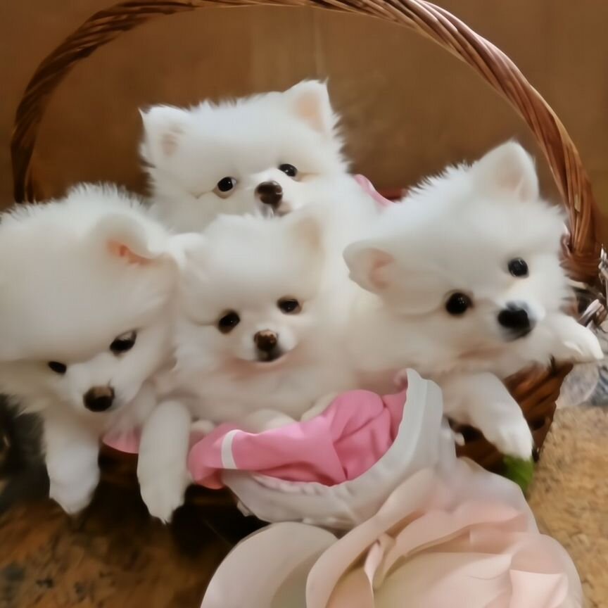 Померанский шпиц, щенок