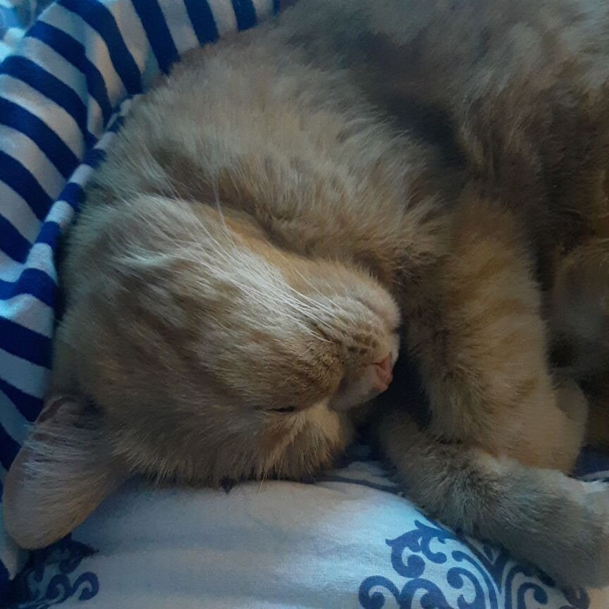 Умный кот Момо