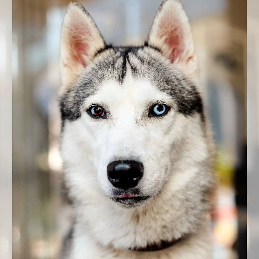 Юджин неземной красоты хаски в добрые руки