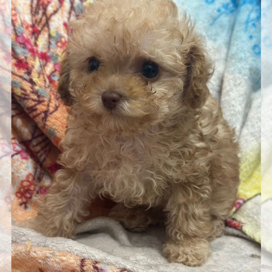 Мальтипу, щенок