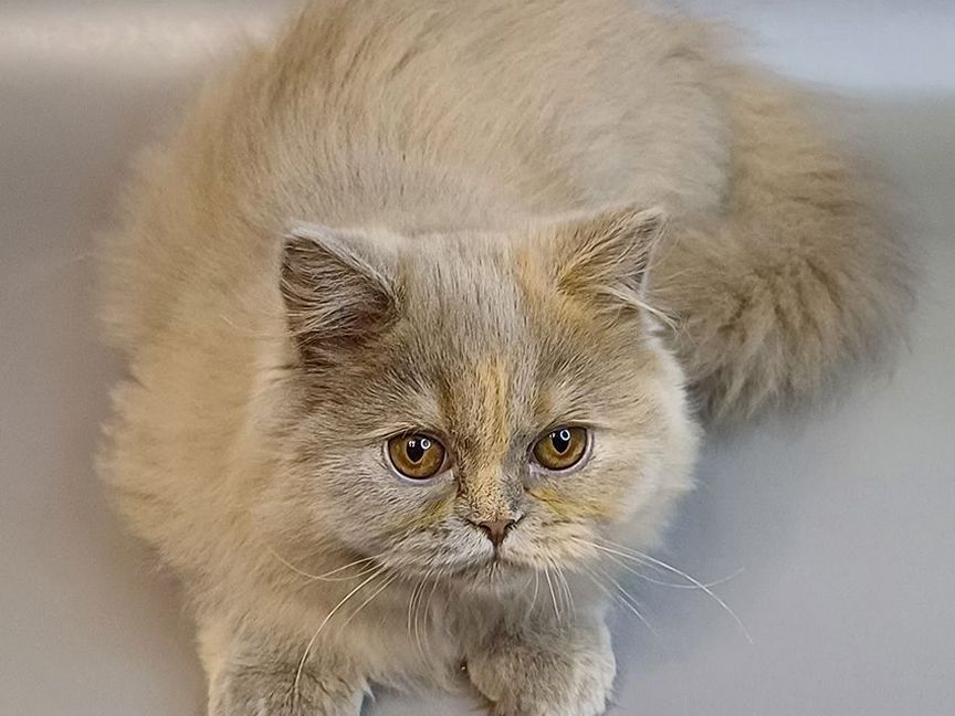 Британская кошечка. 5 месяцев