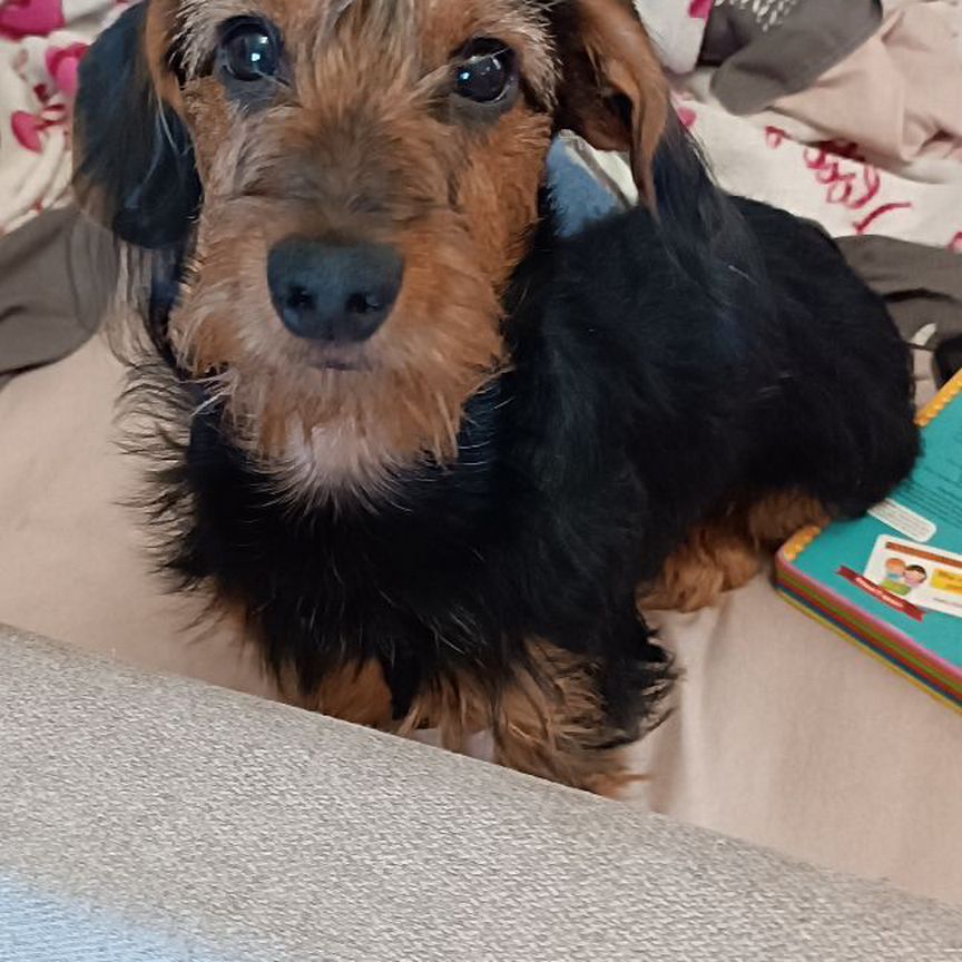 Йоркширский терьер с таксой