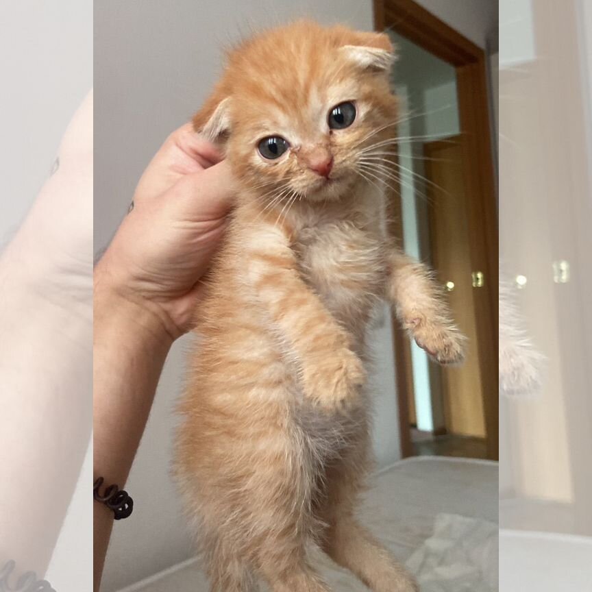 Шотландский вислоухий длинношёрстный котёнок