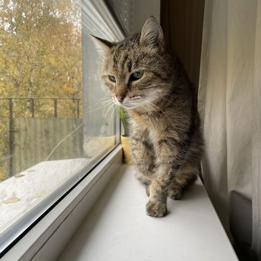 Котик бесплатно