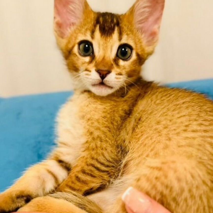 Котята