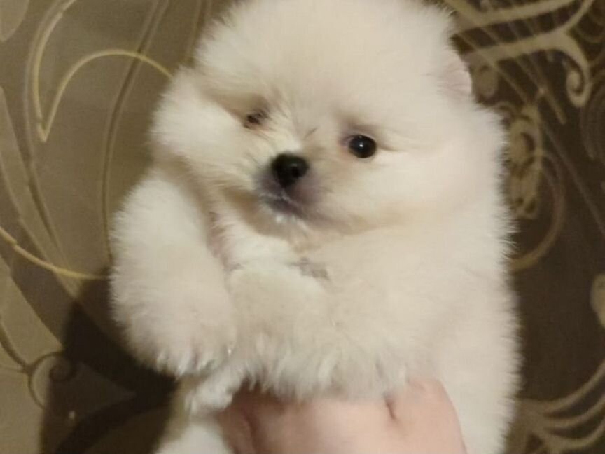 Померанский шпиц, девочка мини. Медвежонок