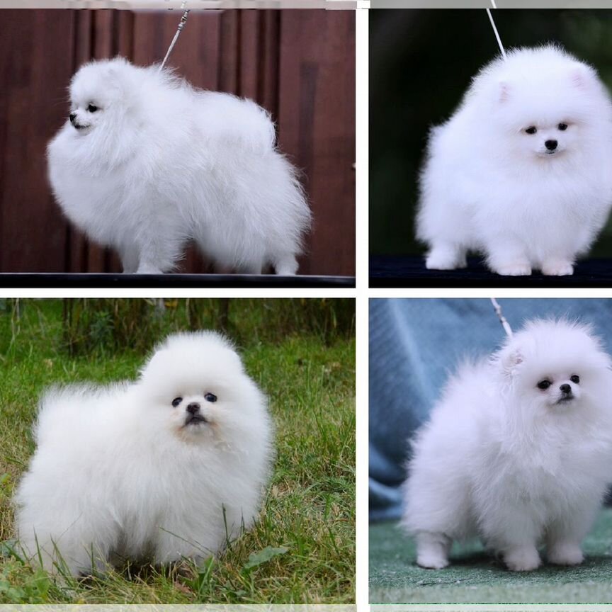 Белый померанский шпиц ркф,девочки и мальчики