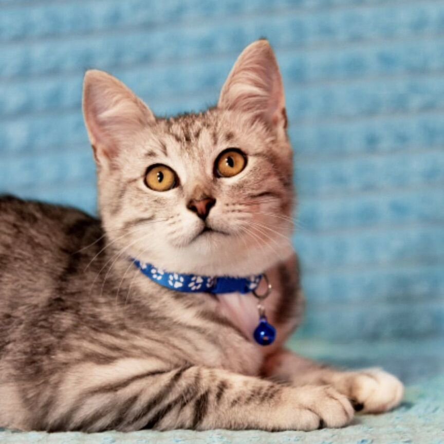 Котенок Лексус в дар