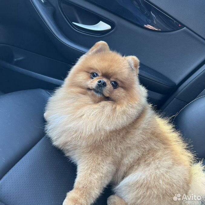 Померанский шпиц вязка