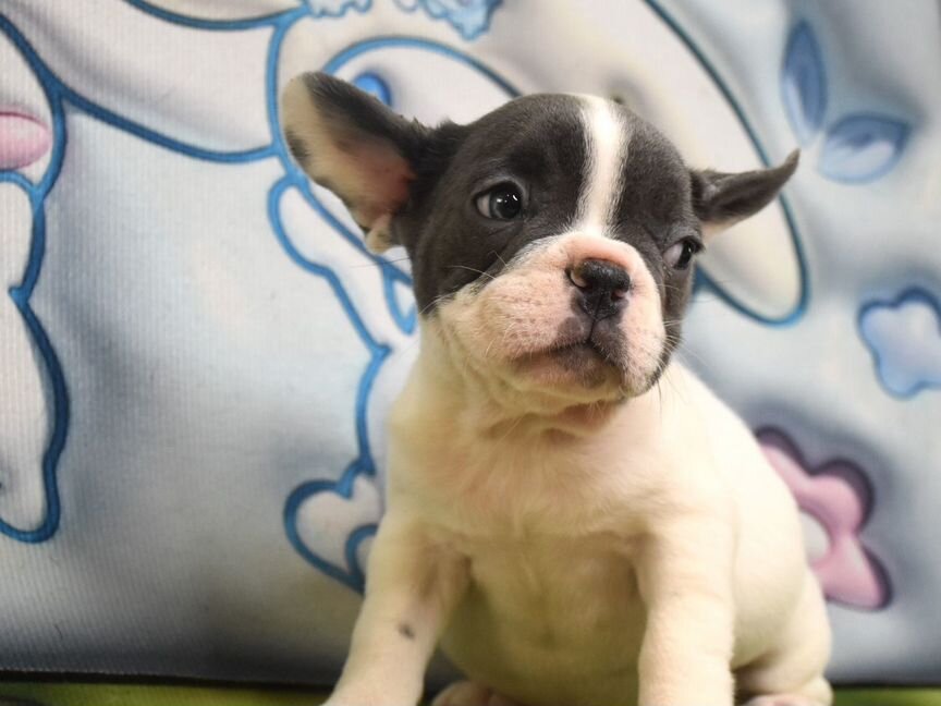 Французята, бело-голубые пацанята