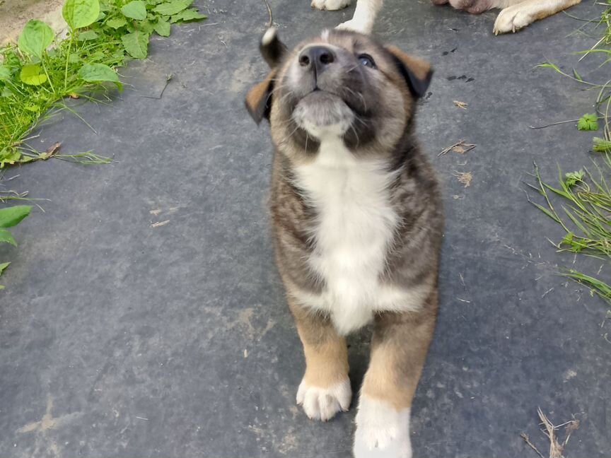 Отдам бесплатно щенят