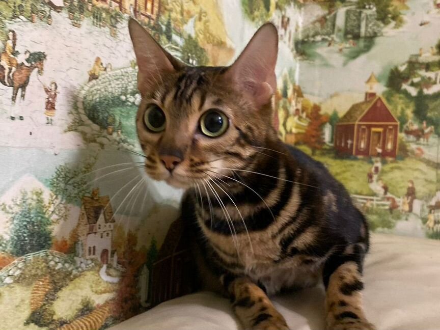 Бенгальская кошка