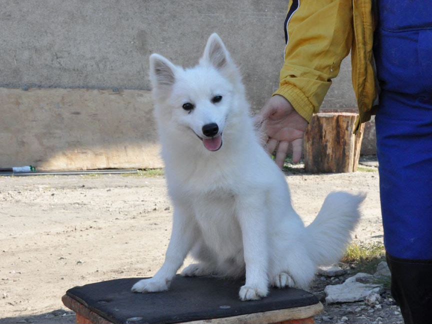 Японский шпиц