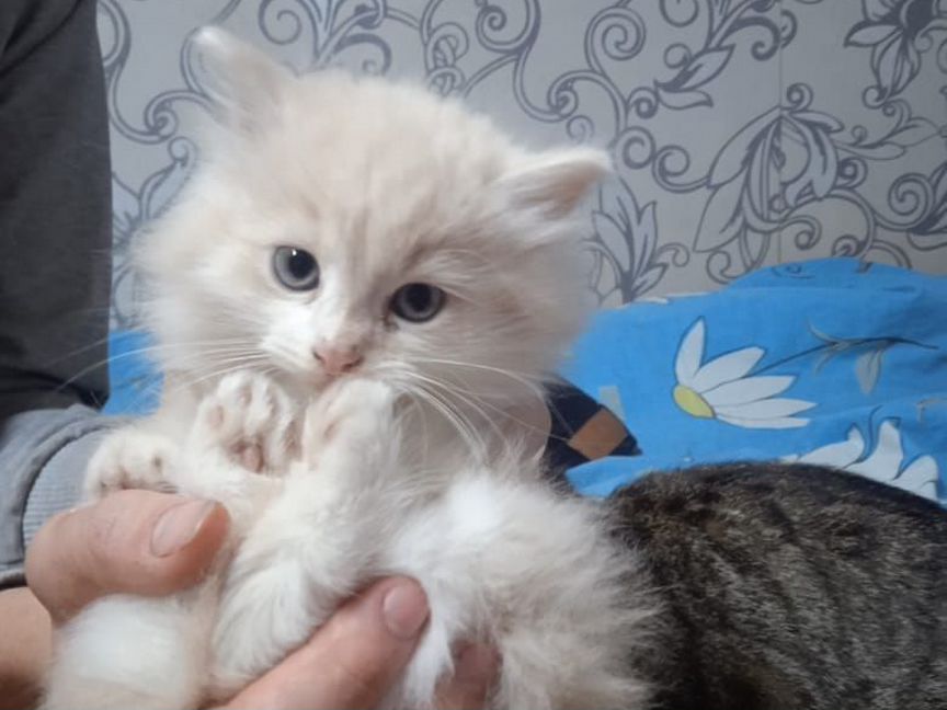 Котёнок в добрые руки