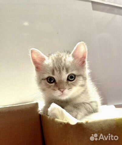 Шотландские котята