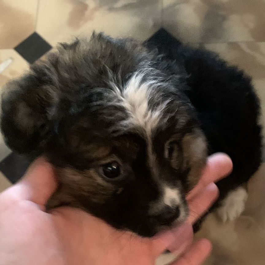 Щенок в добрые руки