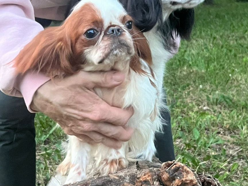 Английский той спаниель /Кинг Чарльз Спаниель