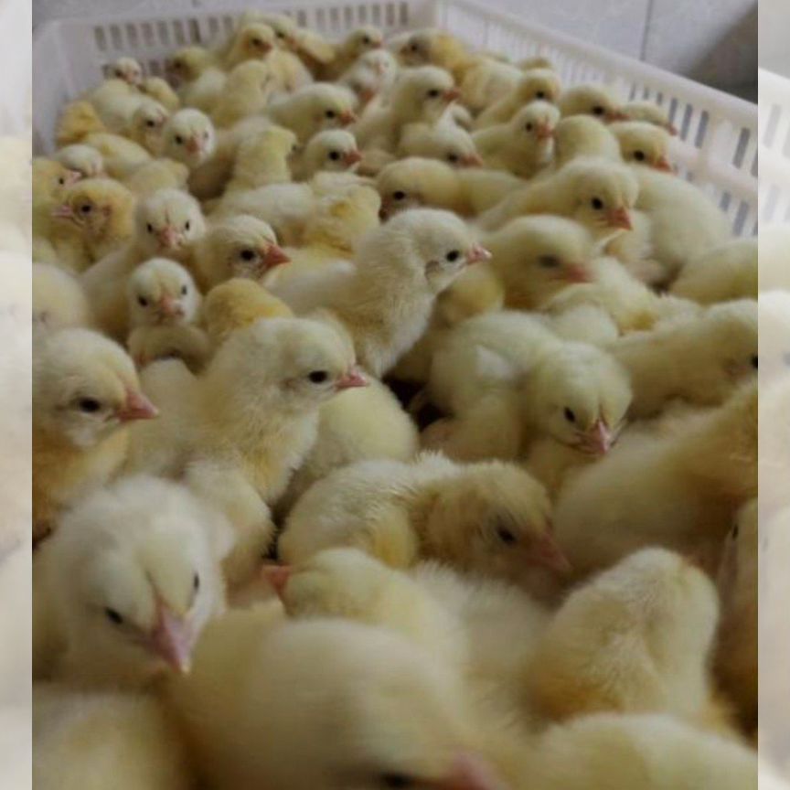 Цыплята бройлеры кобб 500