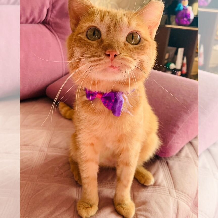 Котик Гуффи ищет семью