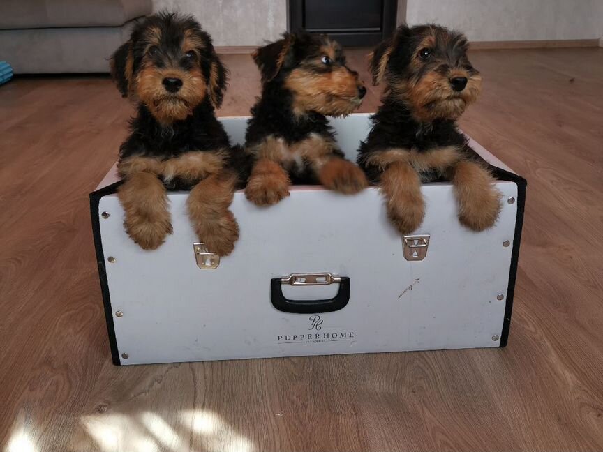 Щенки эрдельтерьера