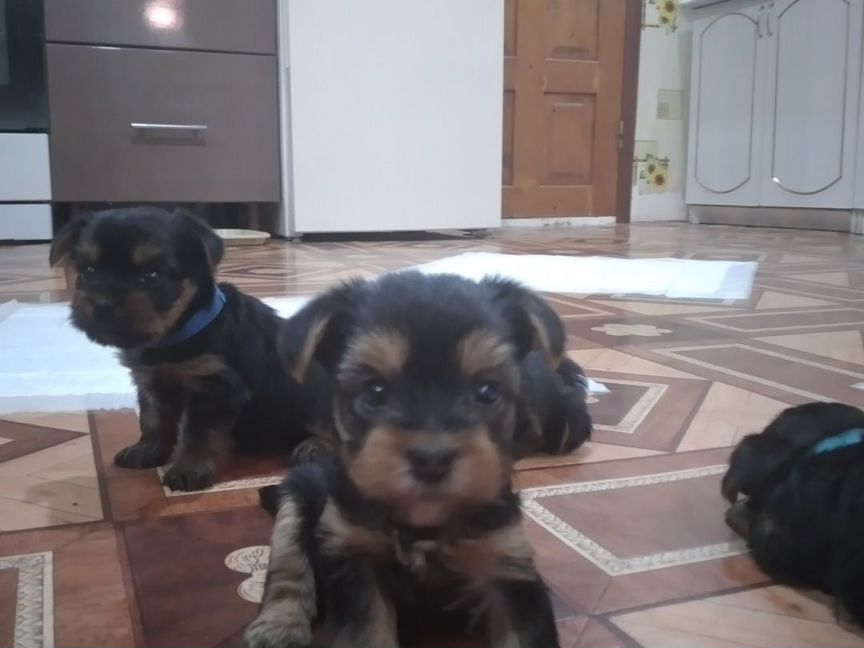 Йоркширский терьер мальчики