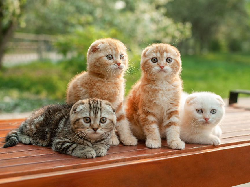 Шотландские котята