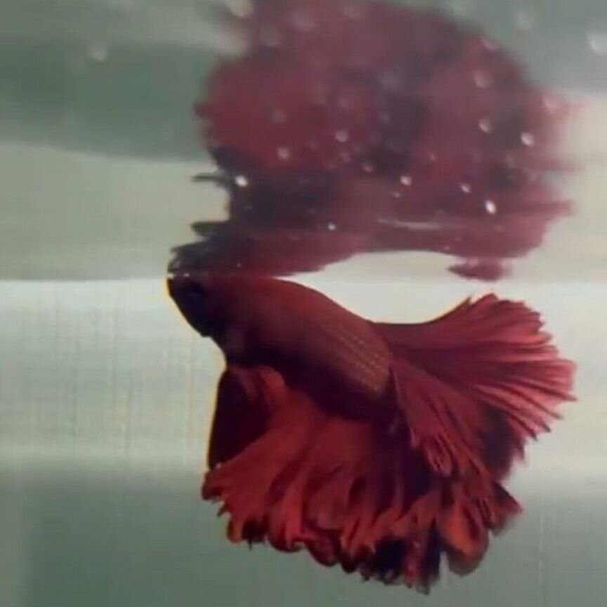 Рыба петушок самец