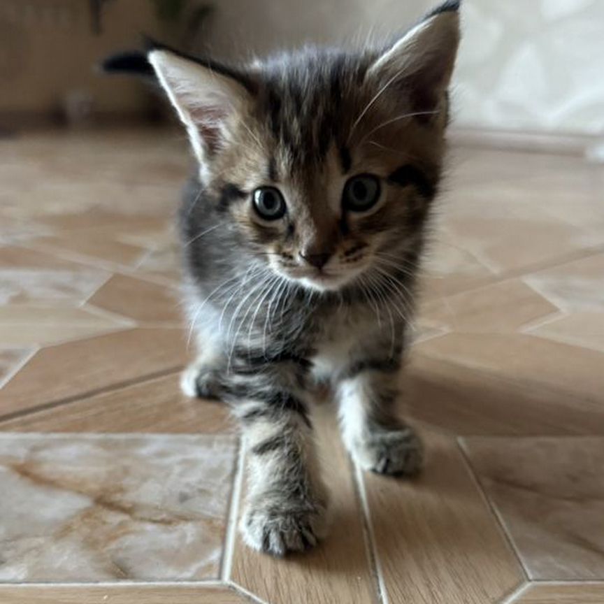 Котята отдам даром