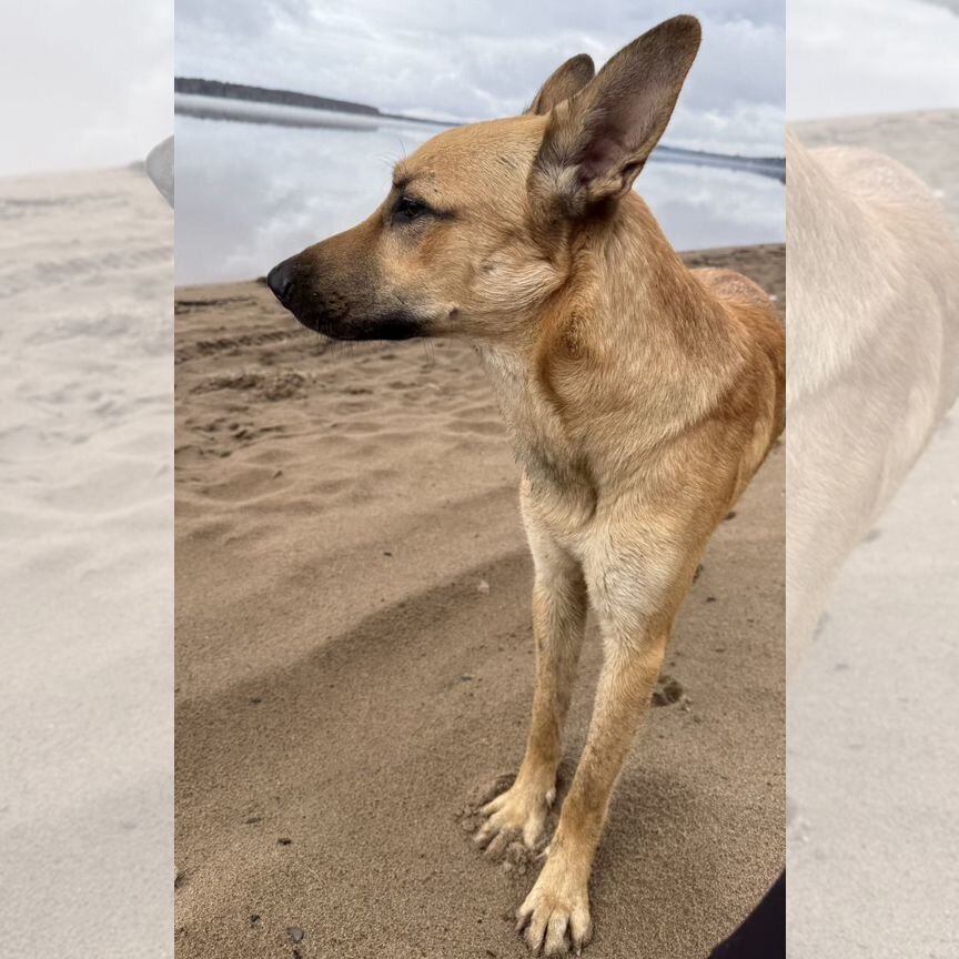 Взрослый пёс в добрые руки