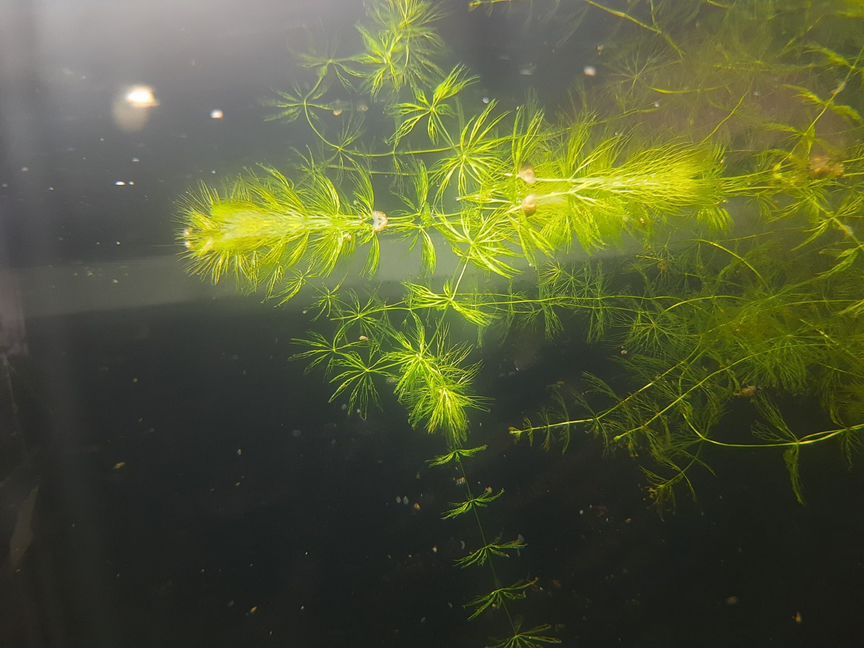 Роголистник