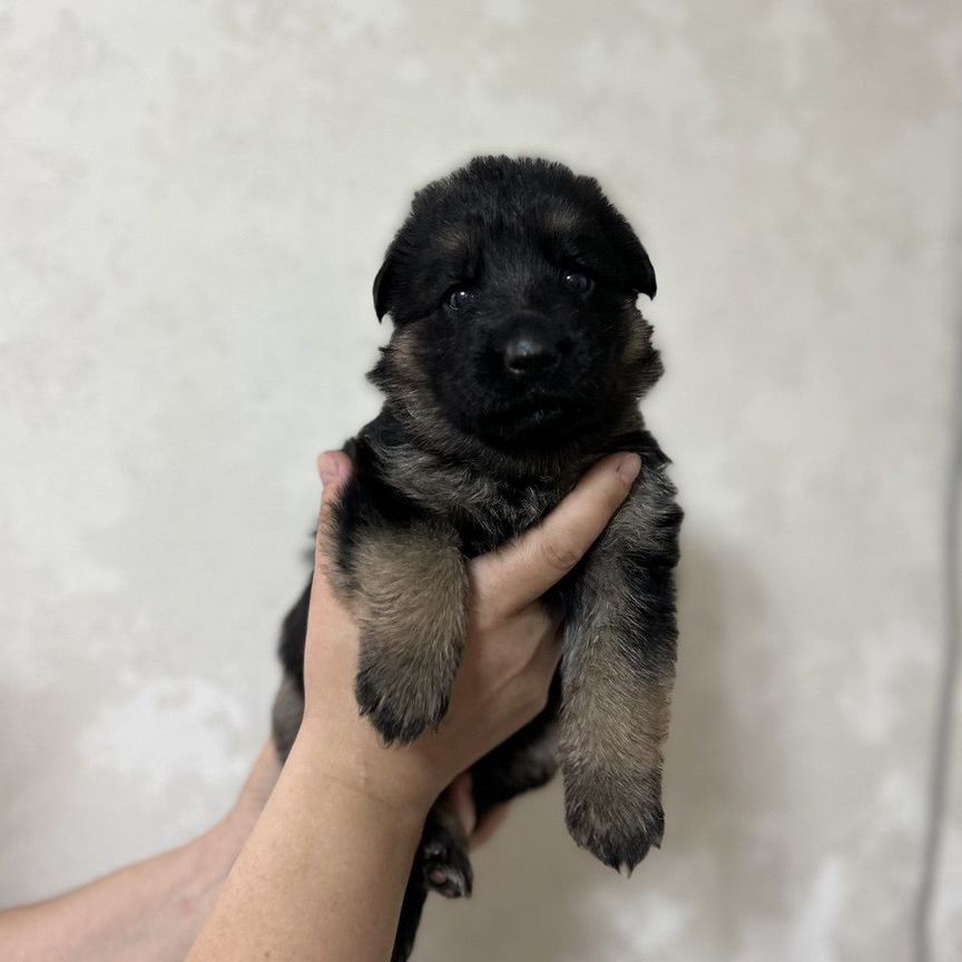 Щенки немецкой овчарки