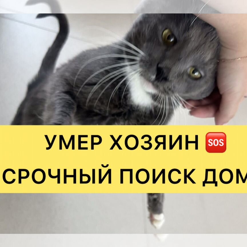 Взрослый кот в добрые руки