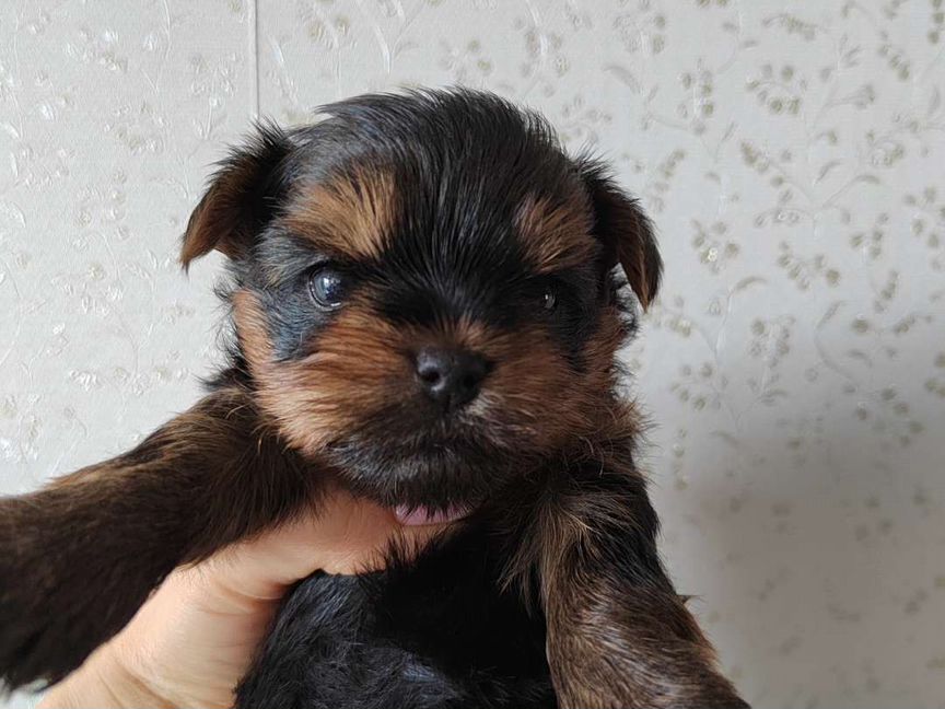 Йоркширский терьер мини щенки