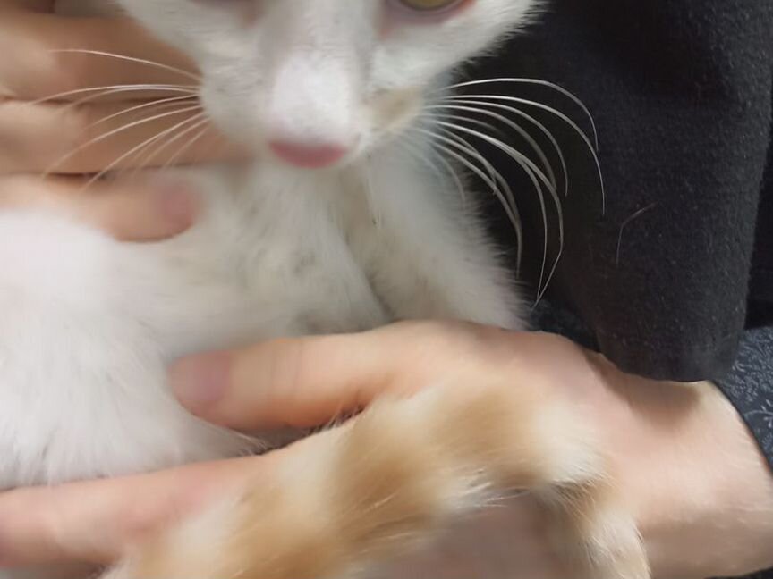 Отдам в добрые руки котёнка из Иверского монастыря