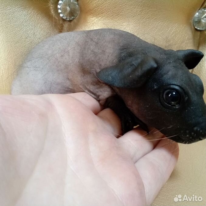 Морская свинка голая болдуин девочка