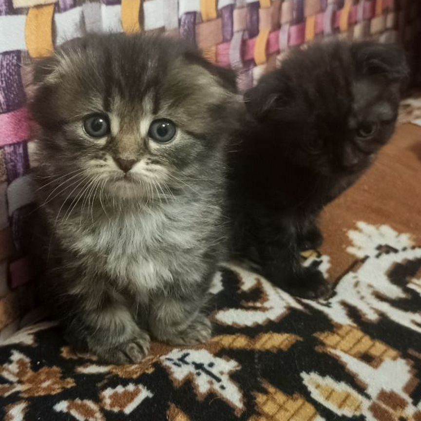 Шотландский вислоухий длинношёрстный котёнок