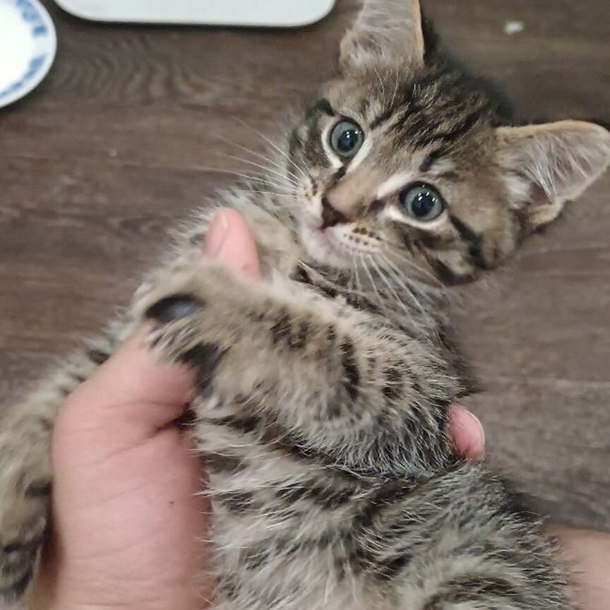 Котенок(мальчик), ручной, К лотку не приучен