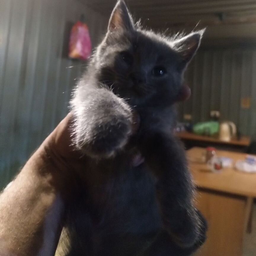 Котята отдам в добрые руки бесплатно