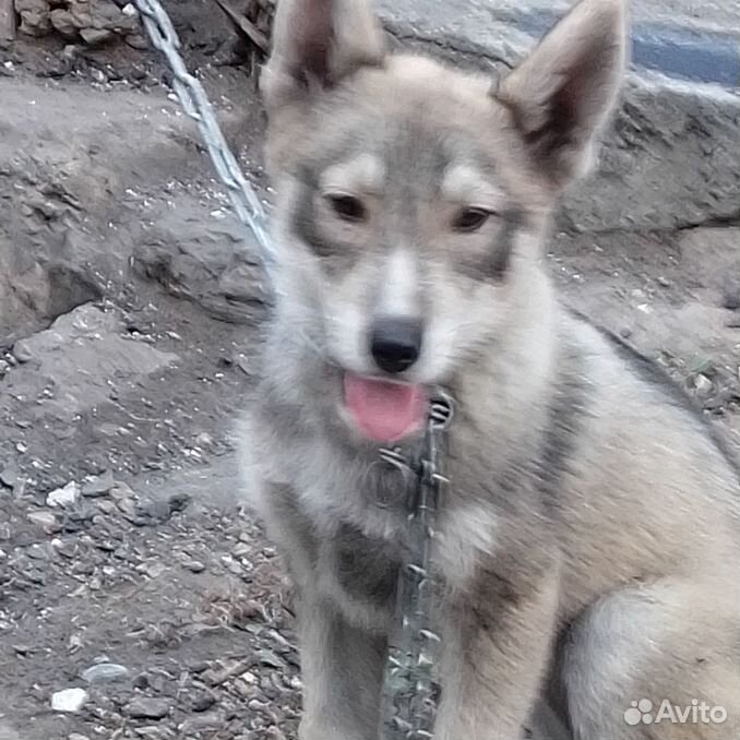 Отдам бесплатно щенков.папа-хаски,мама-дворянка