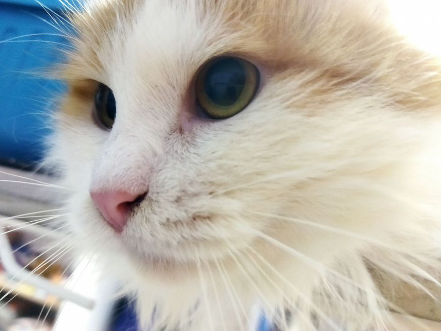 Кот