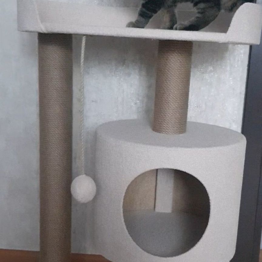 Котёнок
