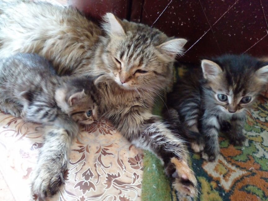 Отдам пушистых котят