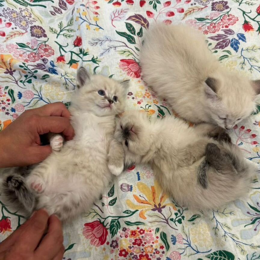 Котята невской маскорадной породы